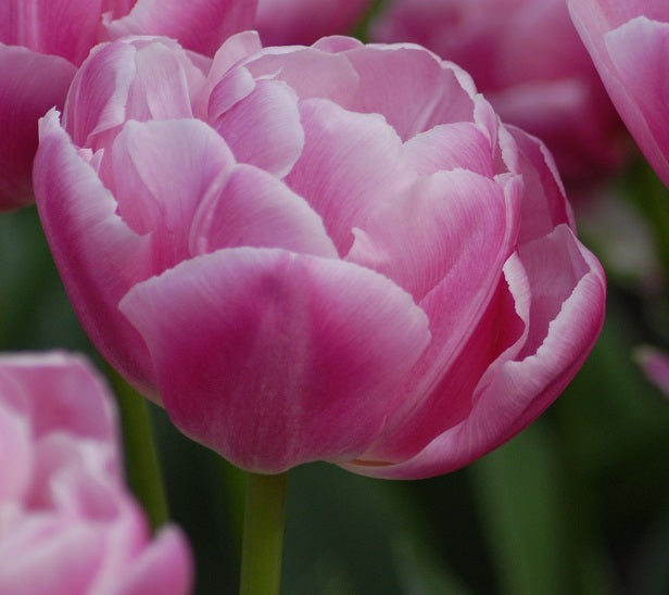 Tulip 'Vogue' – Garden Wildlife
