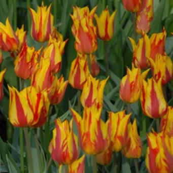 Tulip 'Firework' Bulbs