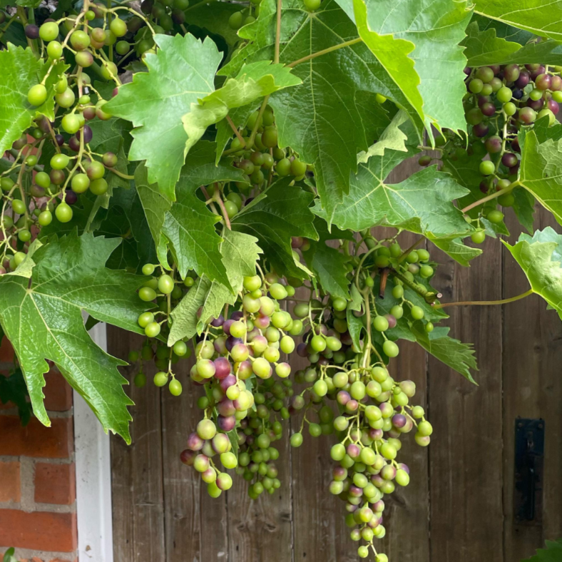 Vitis 'Pinot Noir' - Garden Wildlife