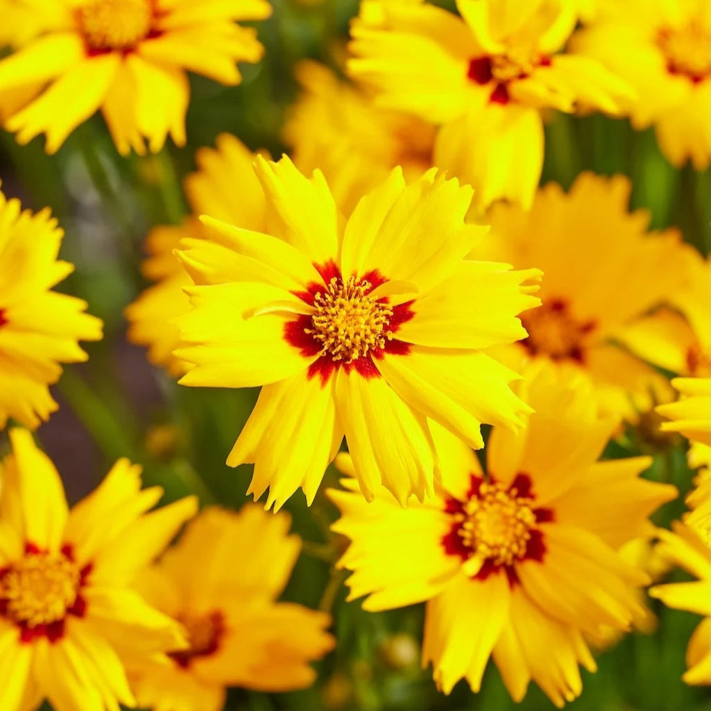 Coreopsis grandiflora 'Solar Mellow' - Garden Wildlife