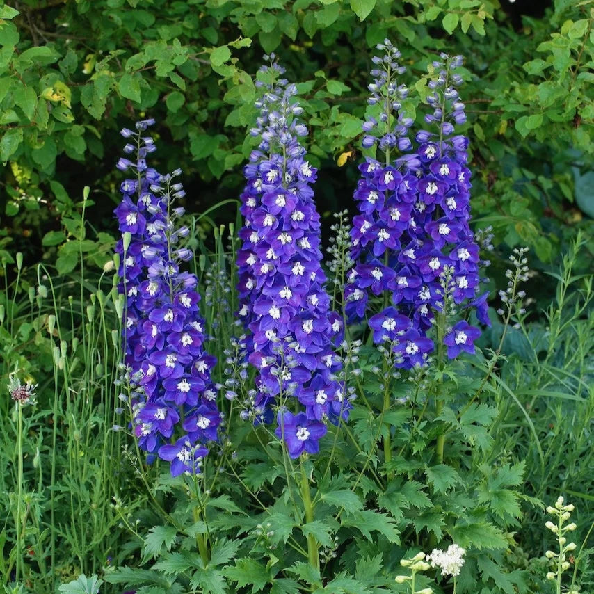 Delphinium elatum 'Blue Fabulosa' (Delgenius Series) - Garden Wildlife