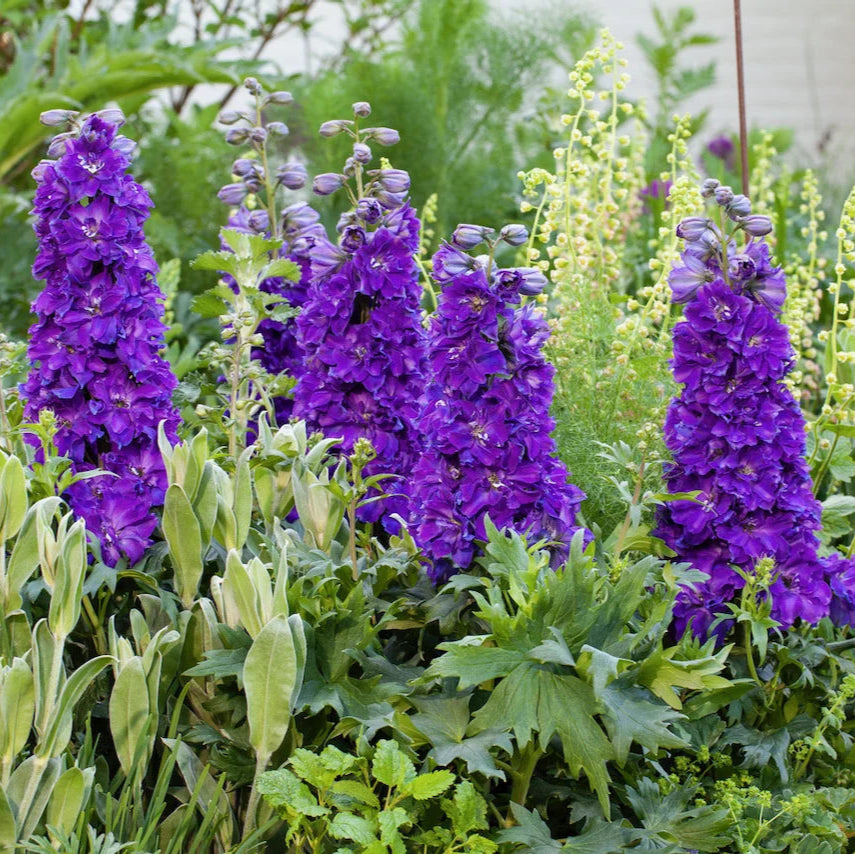 Delphinium elatum 'Kingsley' (Delgenius Series) - Garden Wildlife