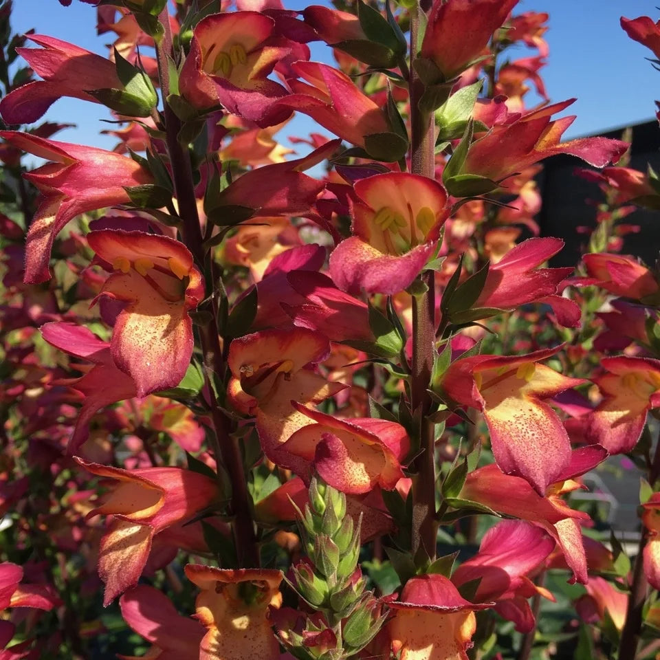 Digiplexis 'Falcon Fire' - Garden Wildlife