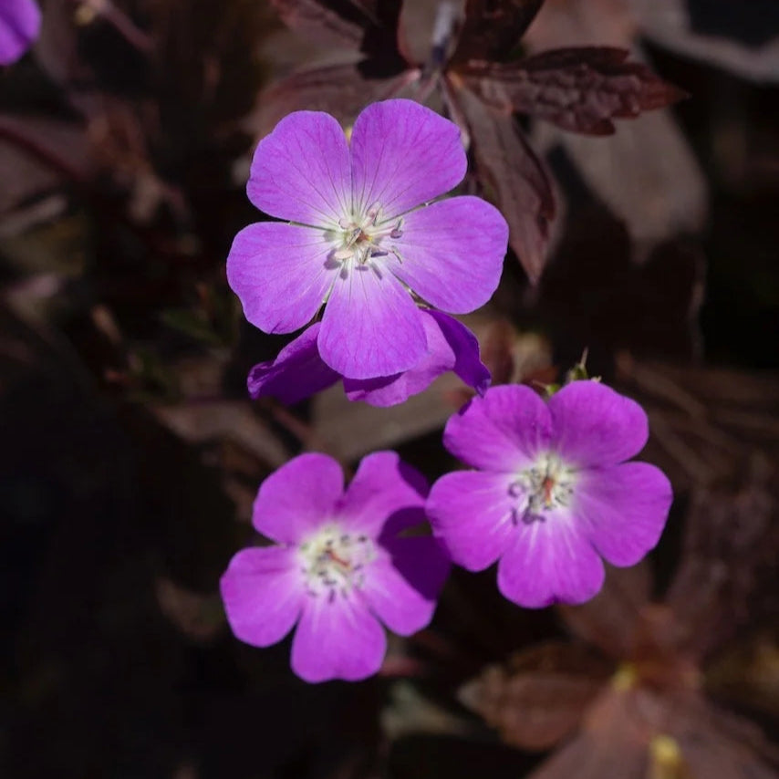 Geranium maculatum 'Stormy Night' - Garden Wildlife