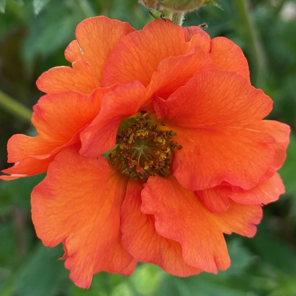 Geum 'Tropical Tempest' - Garden Wildlife