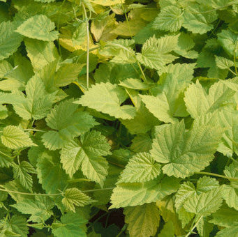 Humulus lupulus 'Aureus' - Garden Wildlife