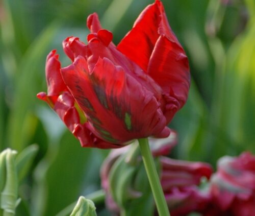 Tulip 'Red Madonna' Bulbs