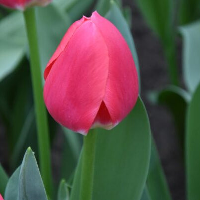 Tulipa 'Rosy Delight' Bulbs