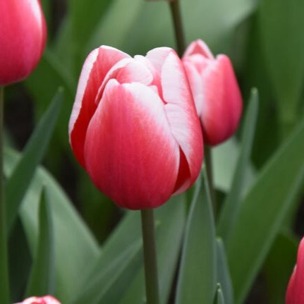 Tulipa 'Timeless' Bulbs - Garden Wildlife