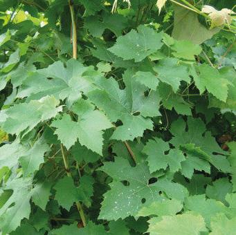 Vitis vinifera 'Brant' - Garden Wildlife