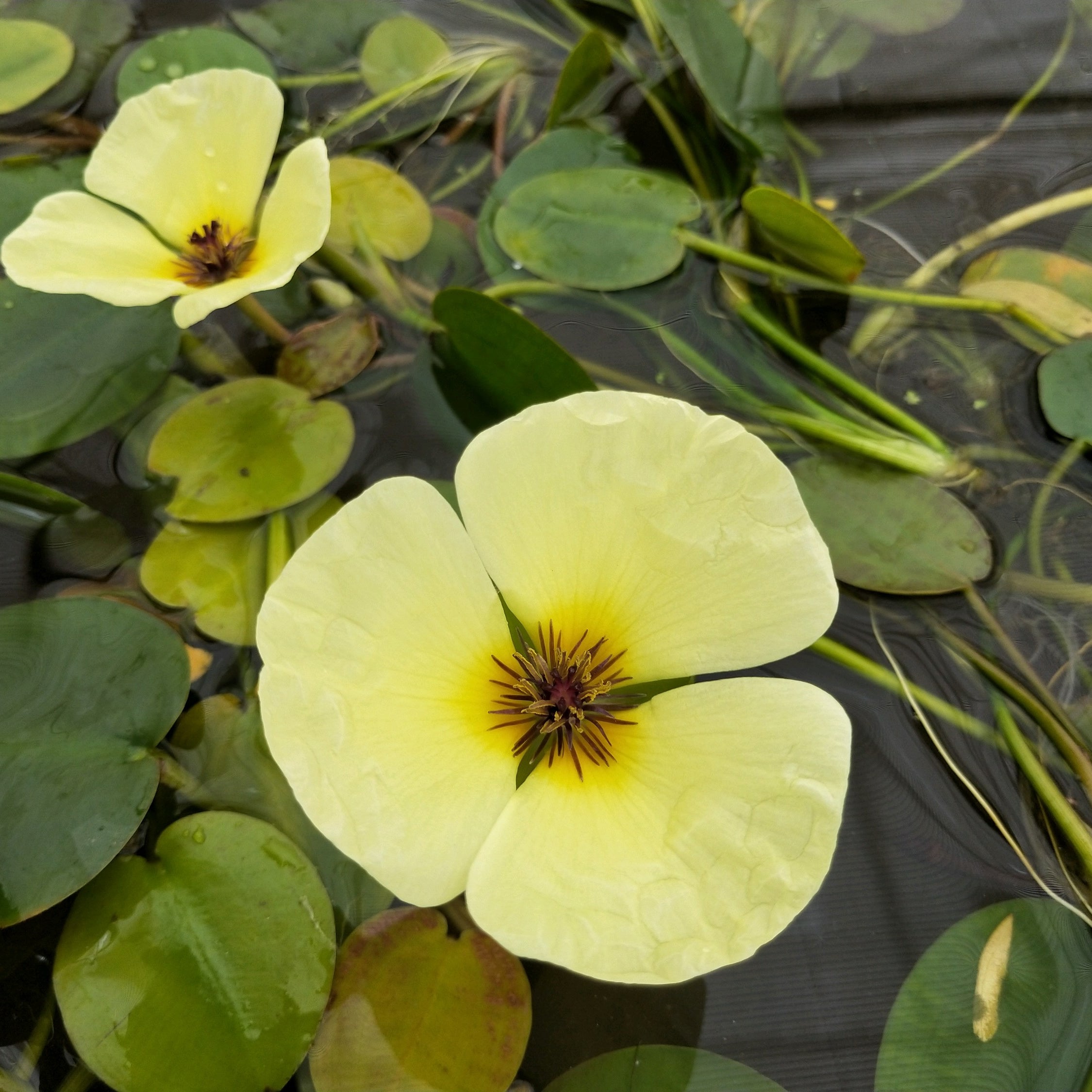 Hydrocleys nymphoides (Water Poppy) - Garden Wildlife