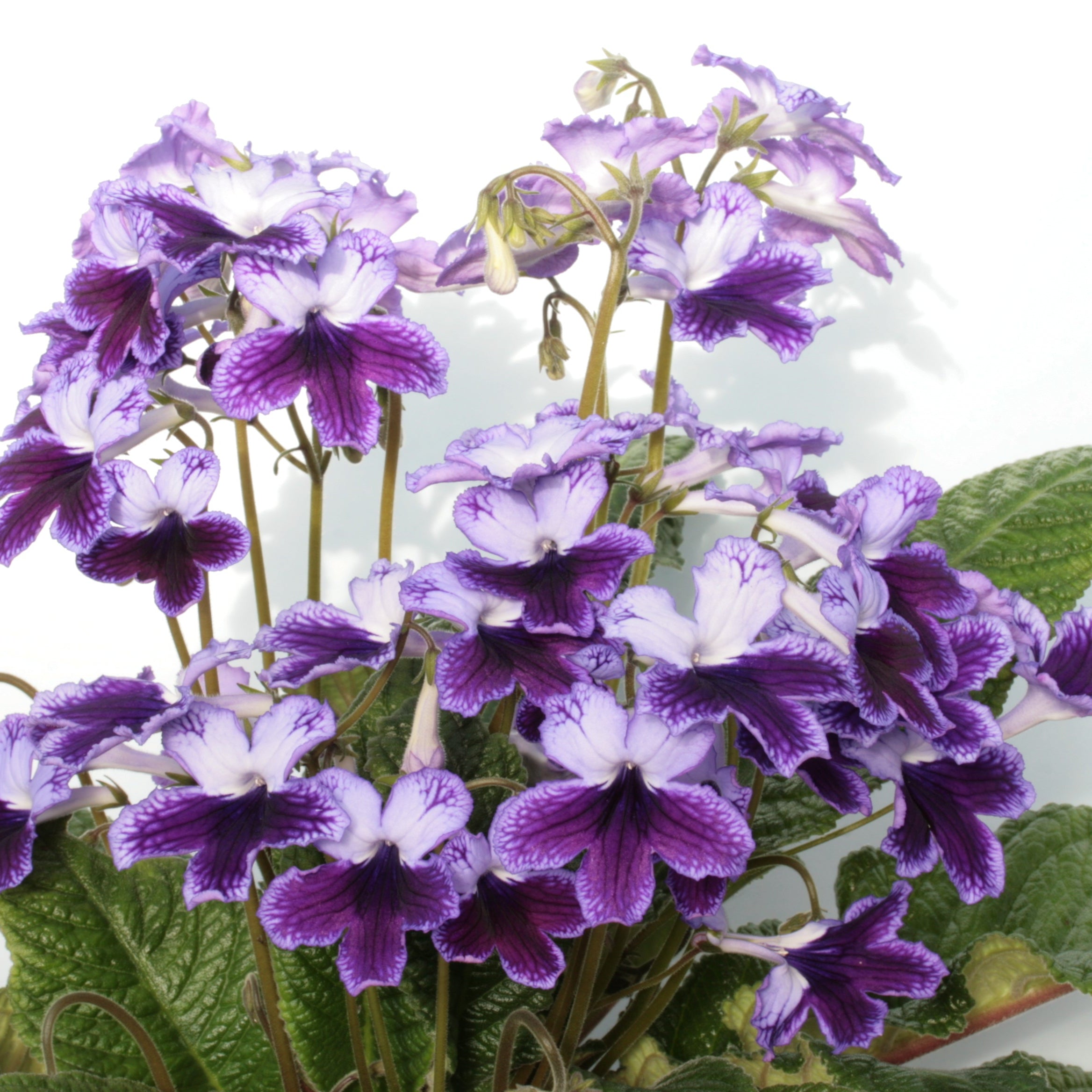 Streptocarpus 'Katie' - Cape Primrose