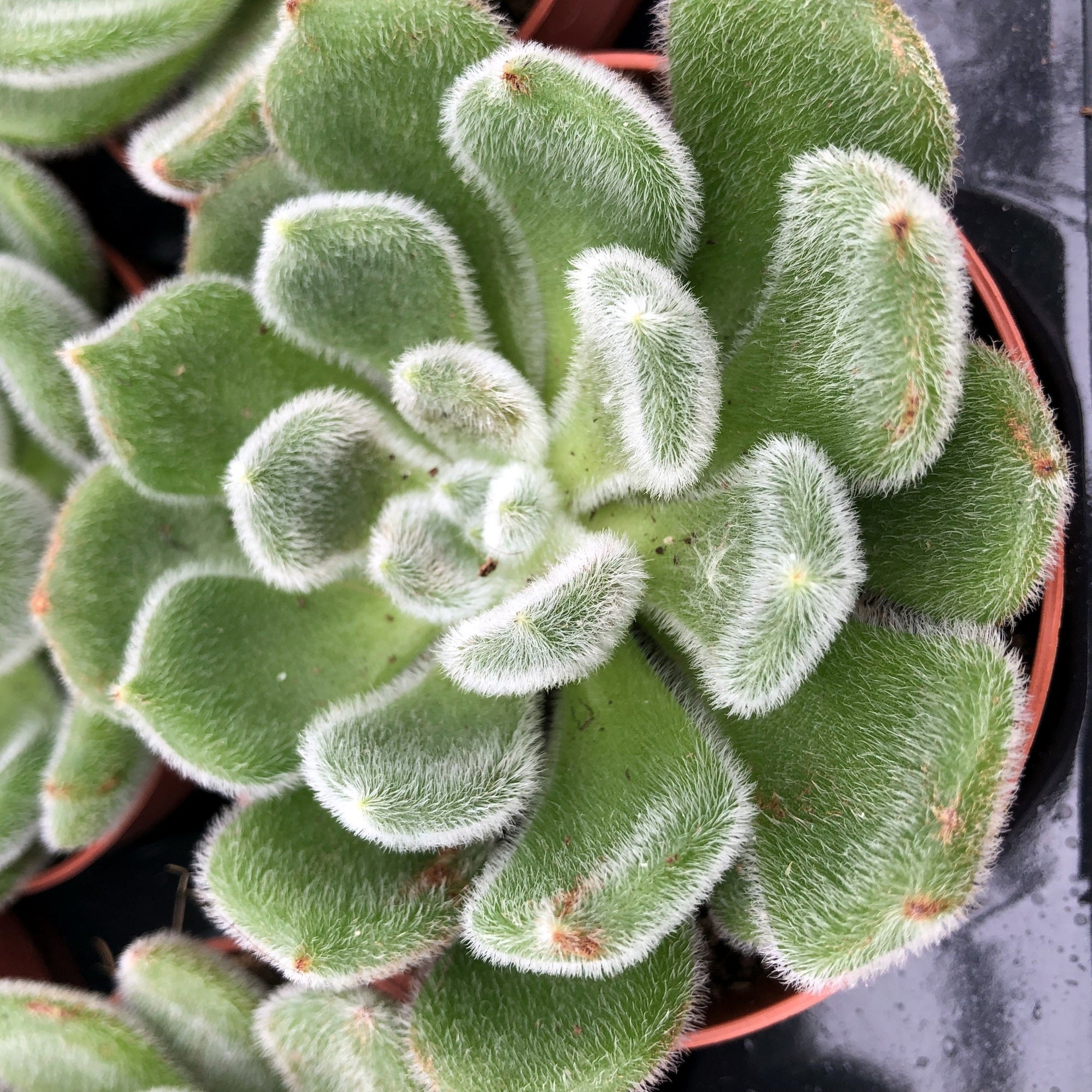 Echeveria setosa (Mexican Fire Cracker) - Garden Wildlife