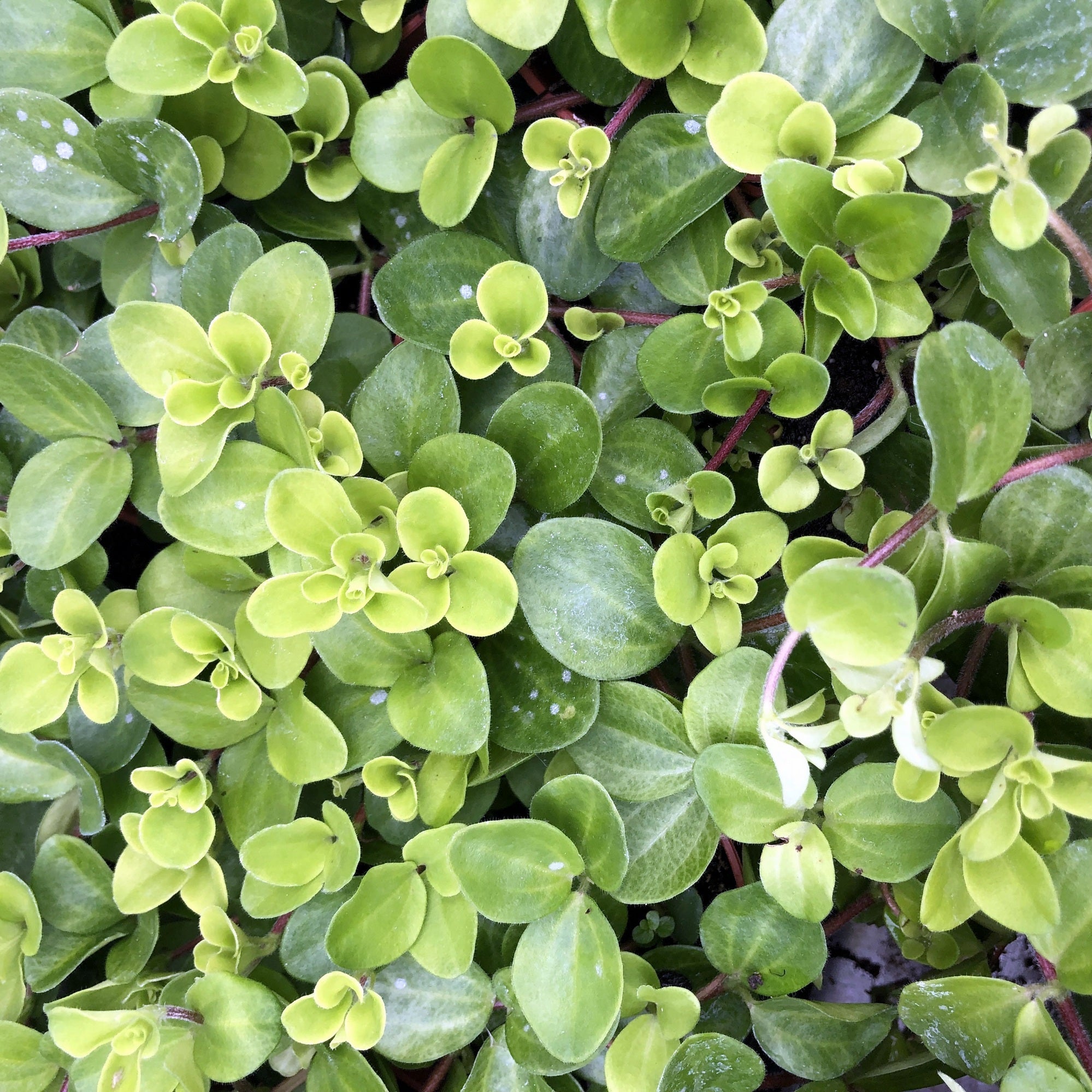 Peperomia rotundifolia (Trailing Jade) - Garden Wildlife