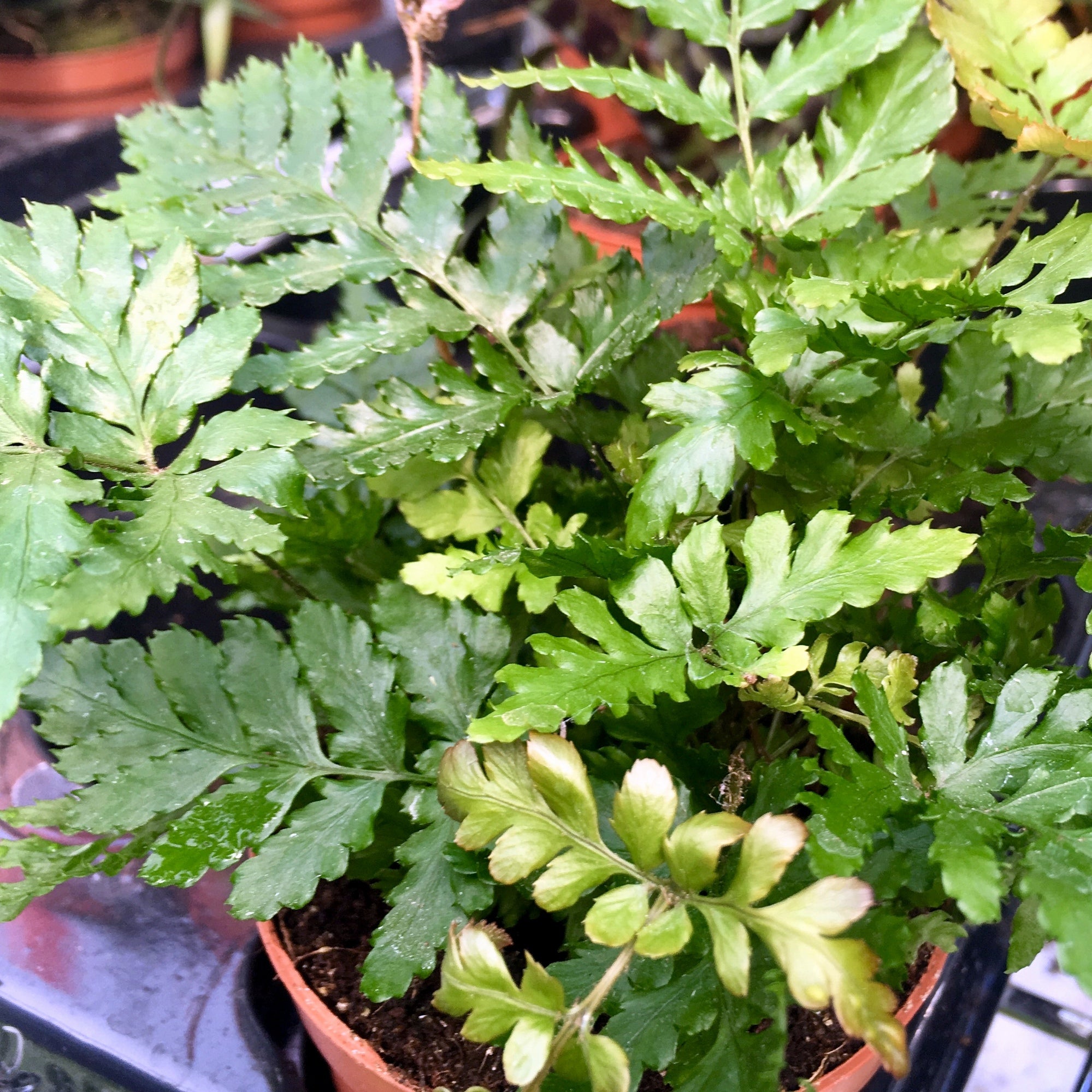 Pteris sp. (Brake Fern) - Garden Wildlife