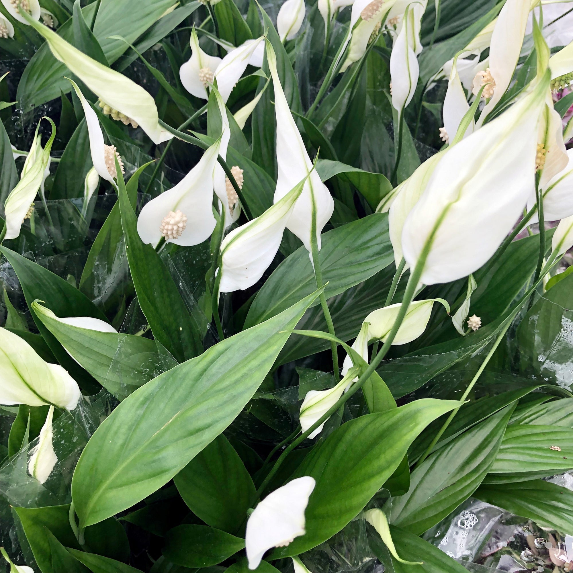 Spathiphyllum wallisii (Peace Lily) - Garden Wildlife