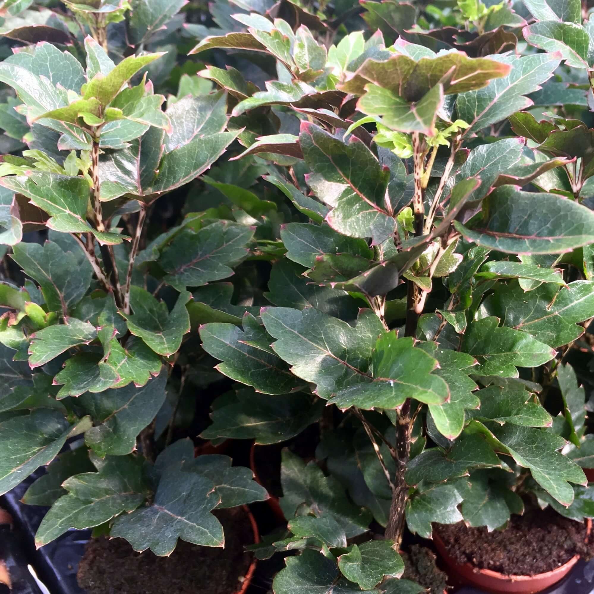 Plerandra elegantissima (False Aralia) - Garden Wildlife