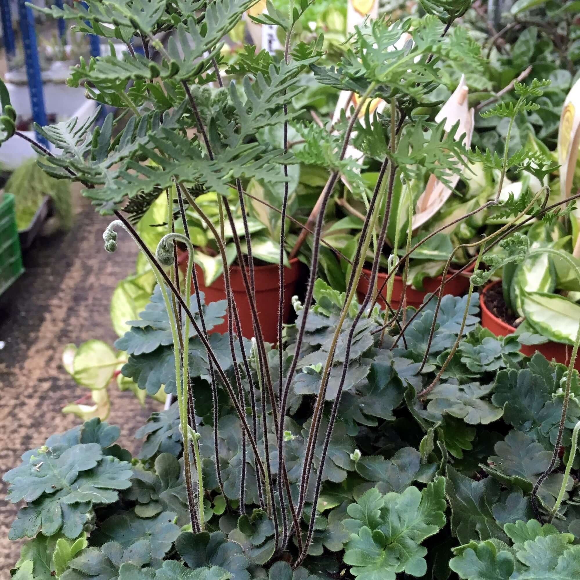 Doryopteris cordata (Antenna Fern) - Garden Wildlife