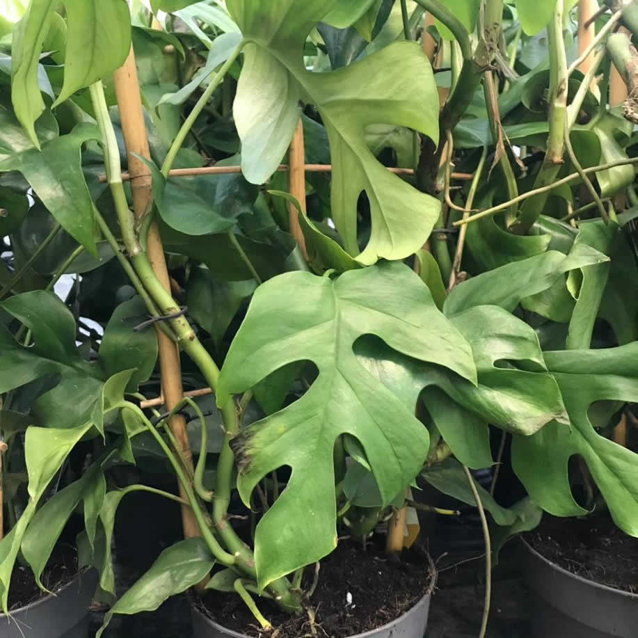 Rhaphidophora tetrasperma (Mini Monstera) - Garden Wildlife