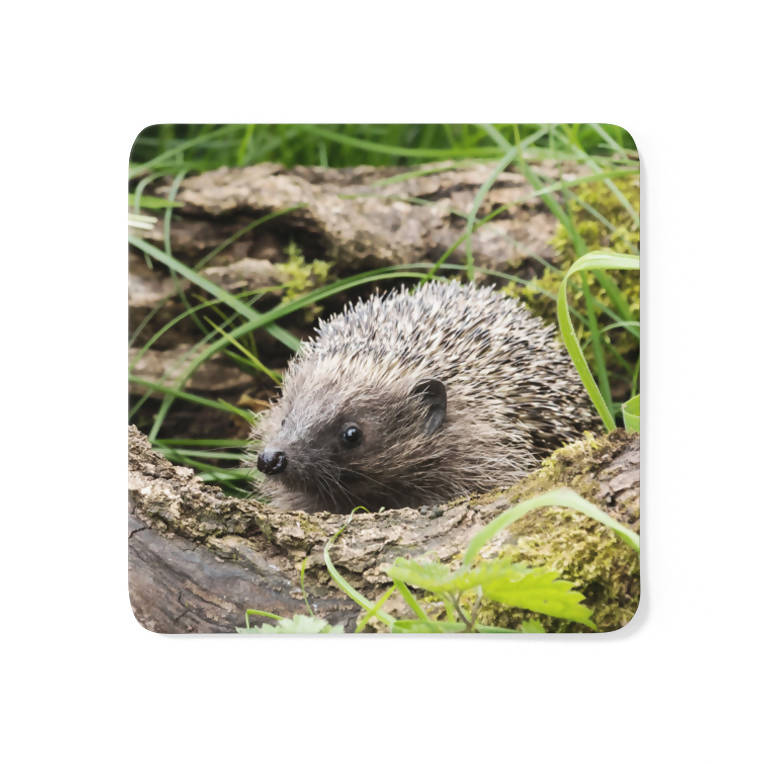 Hedgehog Coaster Set of 4