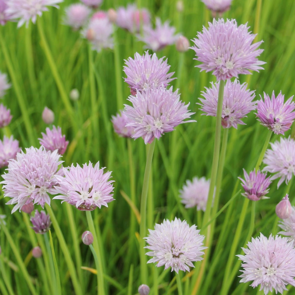 Chives (Allium schoenoprasum) | Garden Wildlife | Garden Wildlife