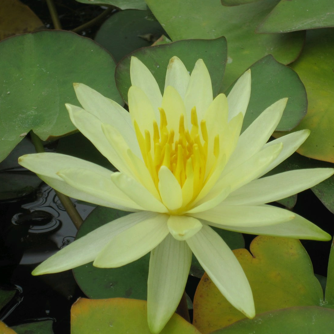 Nymphaea 'Colonel A J Welch' Water Lily - Garden Wildlife