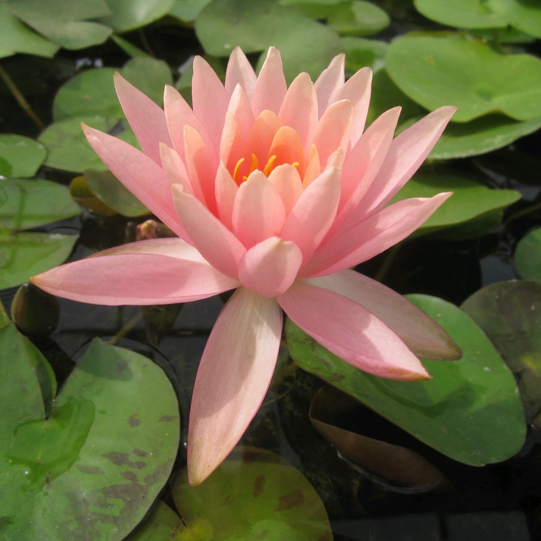Nymphaea 'Colorado' Water Lily - Garden Wildlife