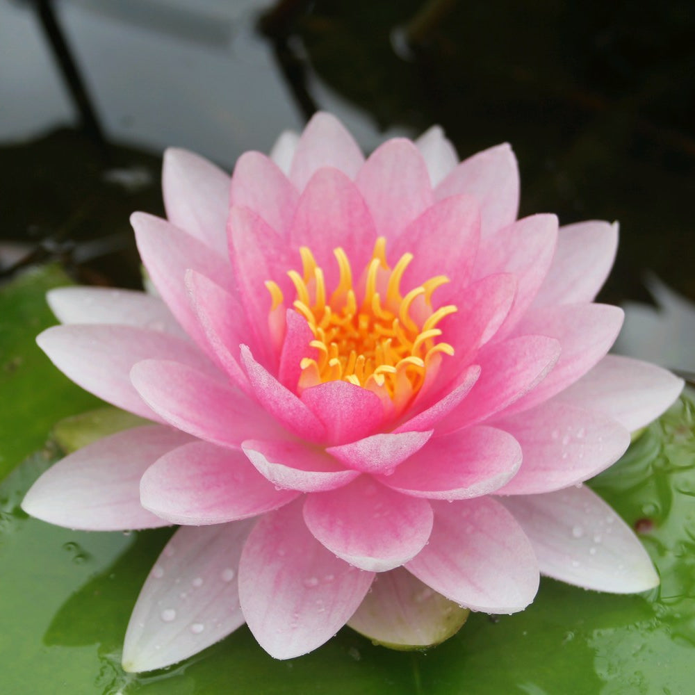Nymphaea 'Darwin' (Hollandia Water Lily) - Garden Wildlife