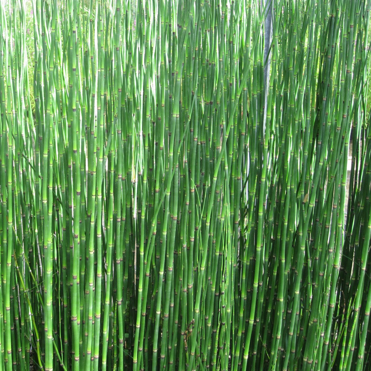 Dutch Rush (Equisetum hyemale) | Garden Wildlife