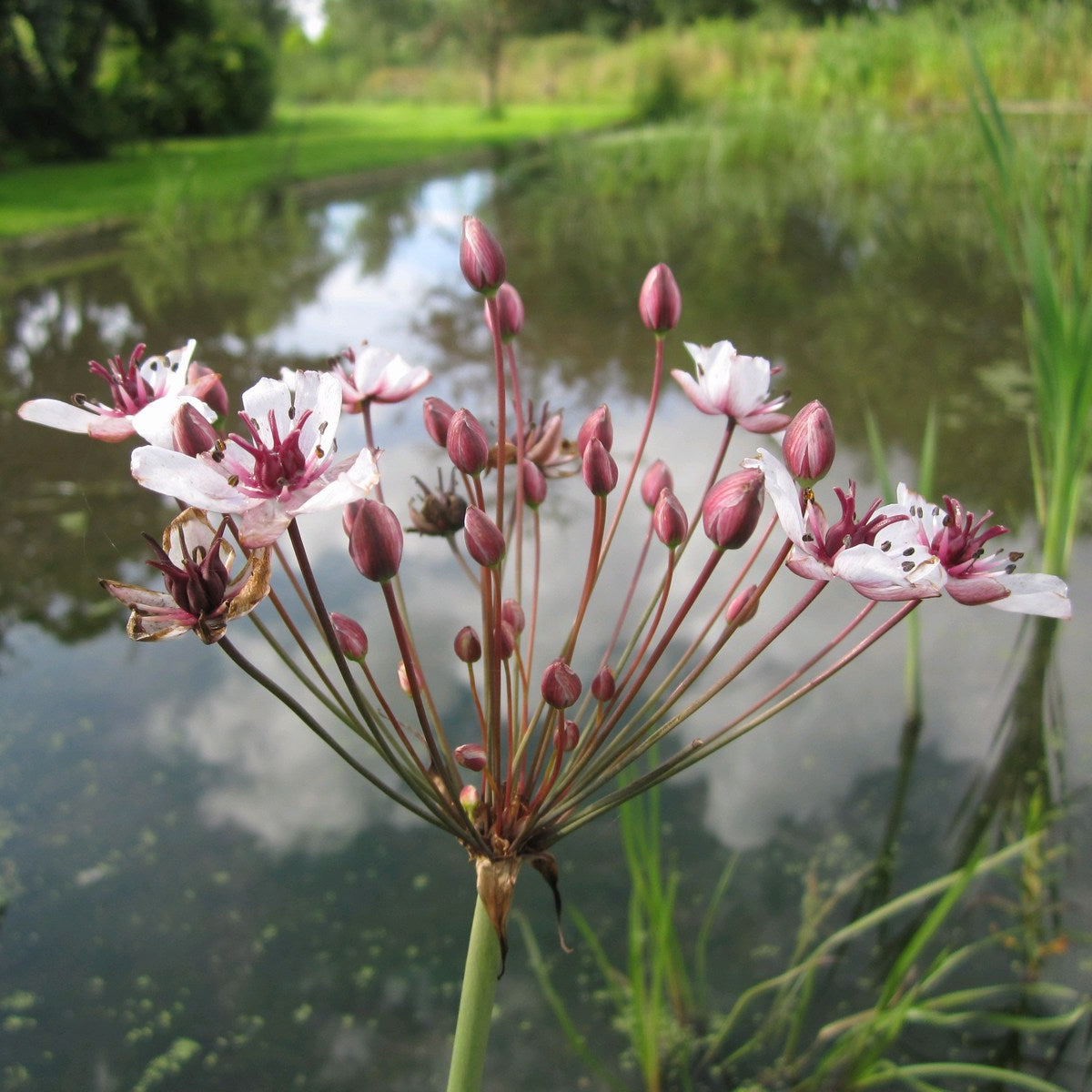 Butomus umbellatus (Flowering Rush) - Garden Wildlife