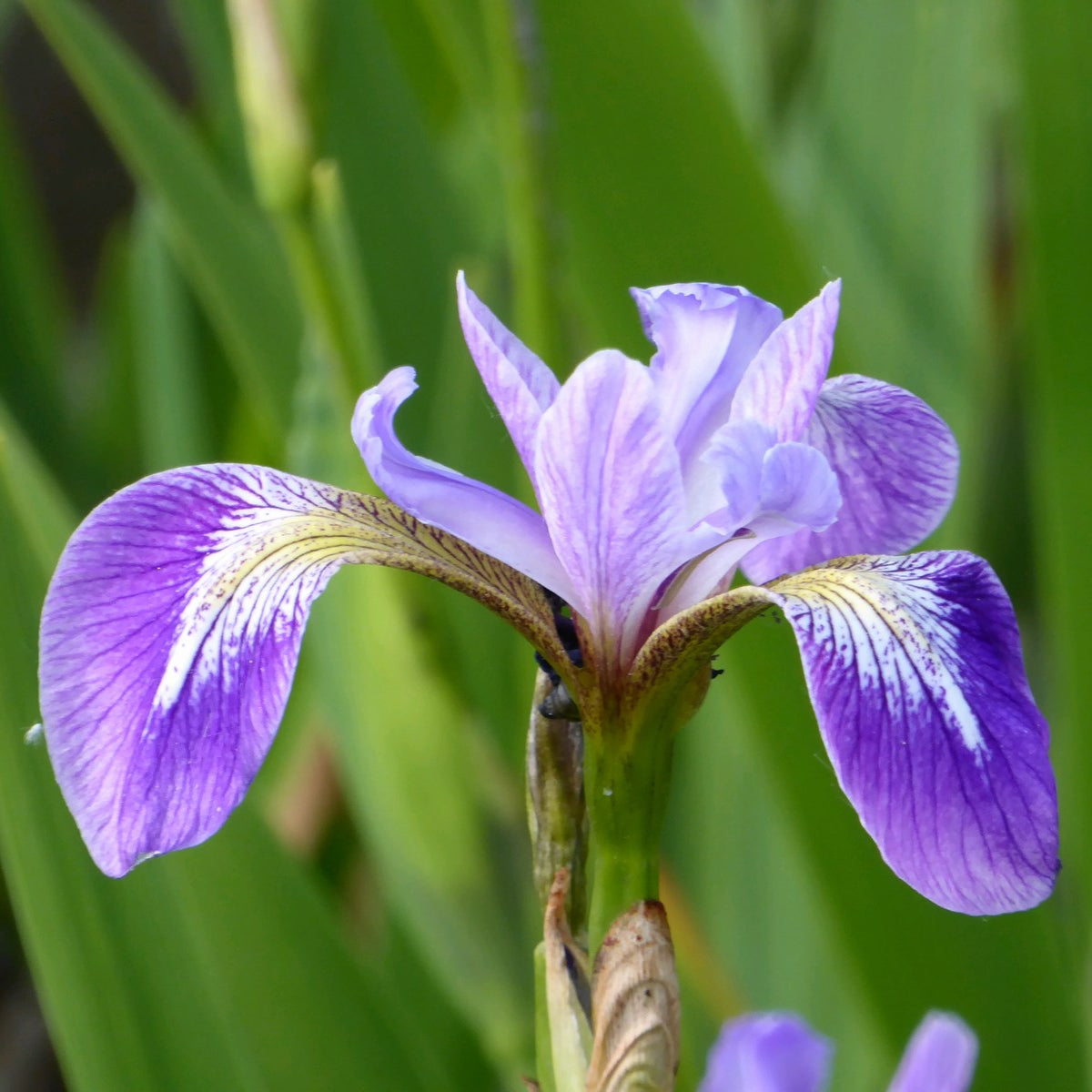 Iris versicolor (Blue Flag) - Garden Wildlife