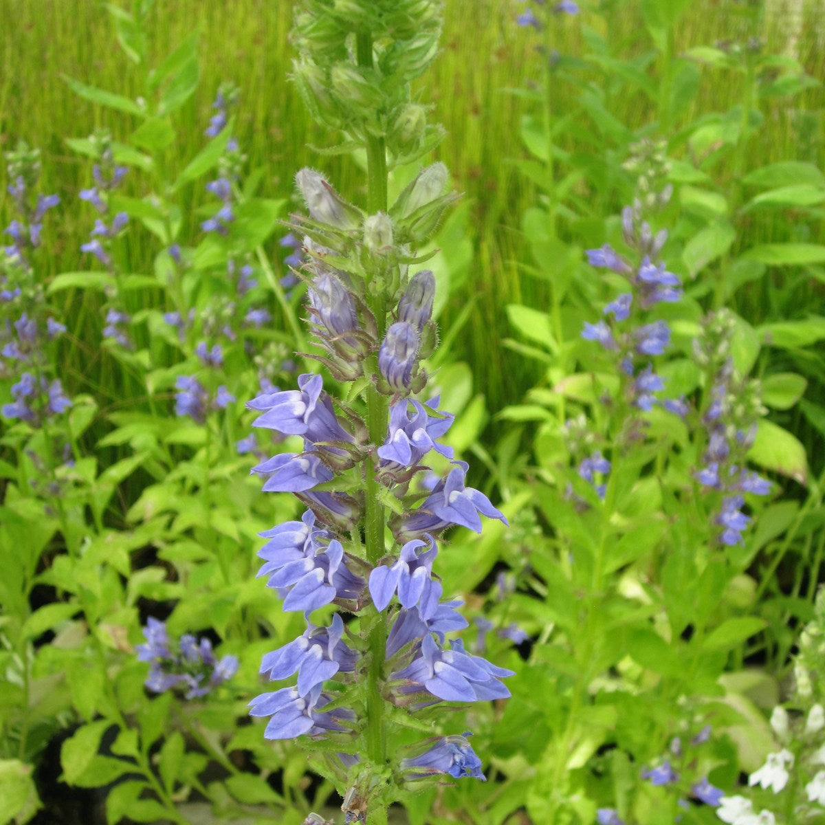 Great Blue Lobelia (Lobelia siphilitica) | Garden Wildlife