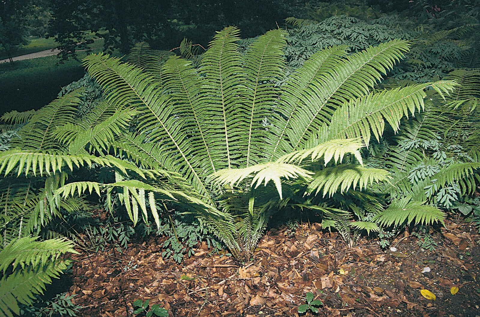 Shuttlecock Fern (Matteuccia struthiopteris) | Garden Wildlife