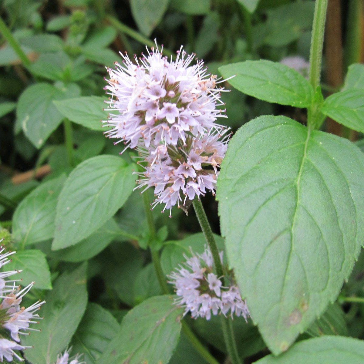 Mentha aquatica (Water Mint) - Garden Wildlife