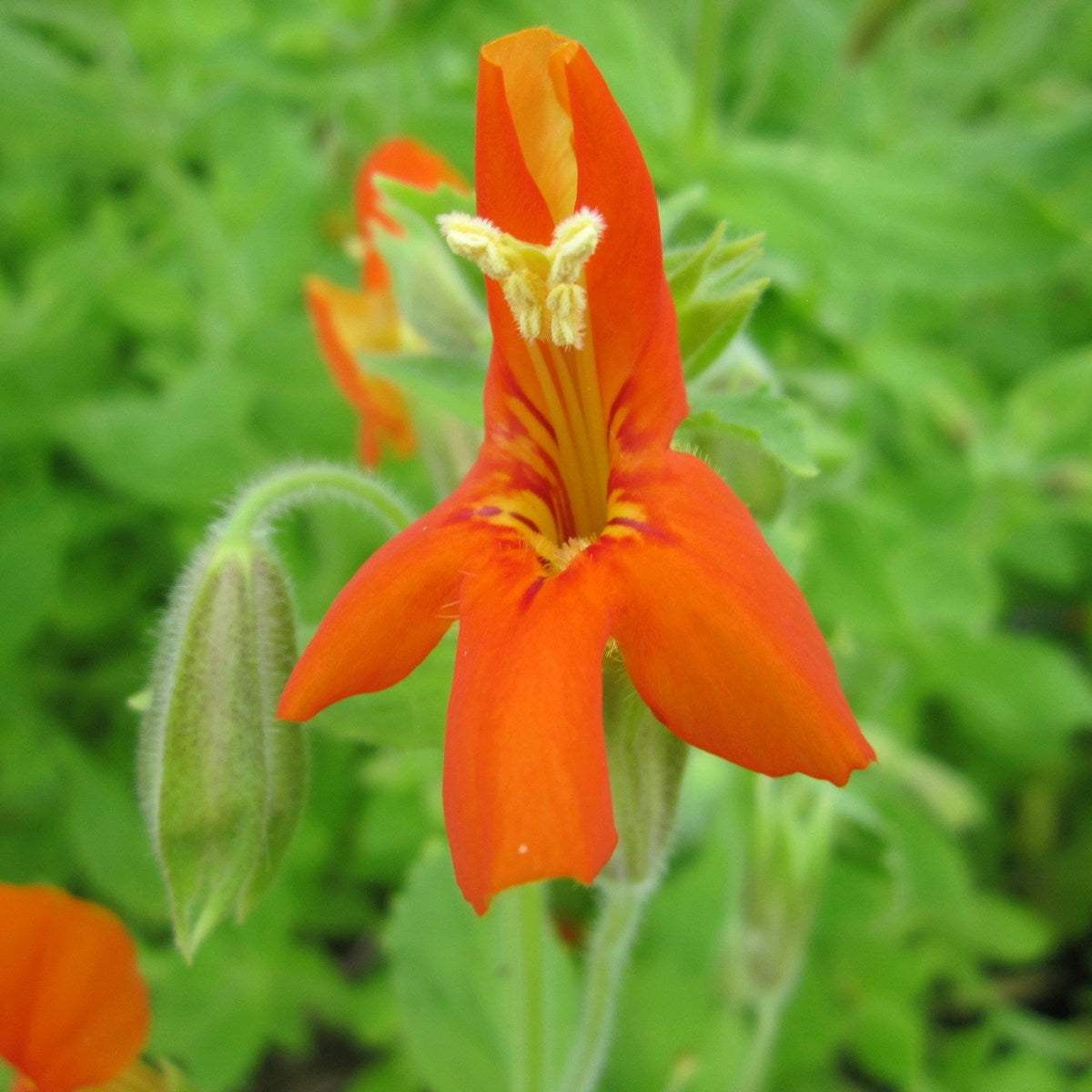 Scarlet Monkey Flower (Mimulus cardinalis) | Garden Wildlife