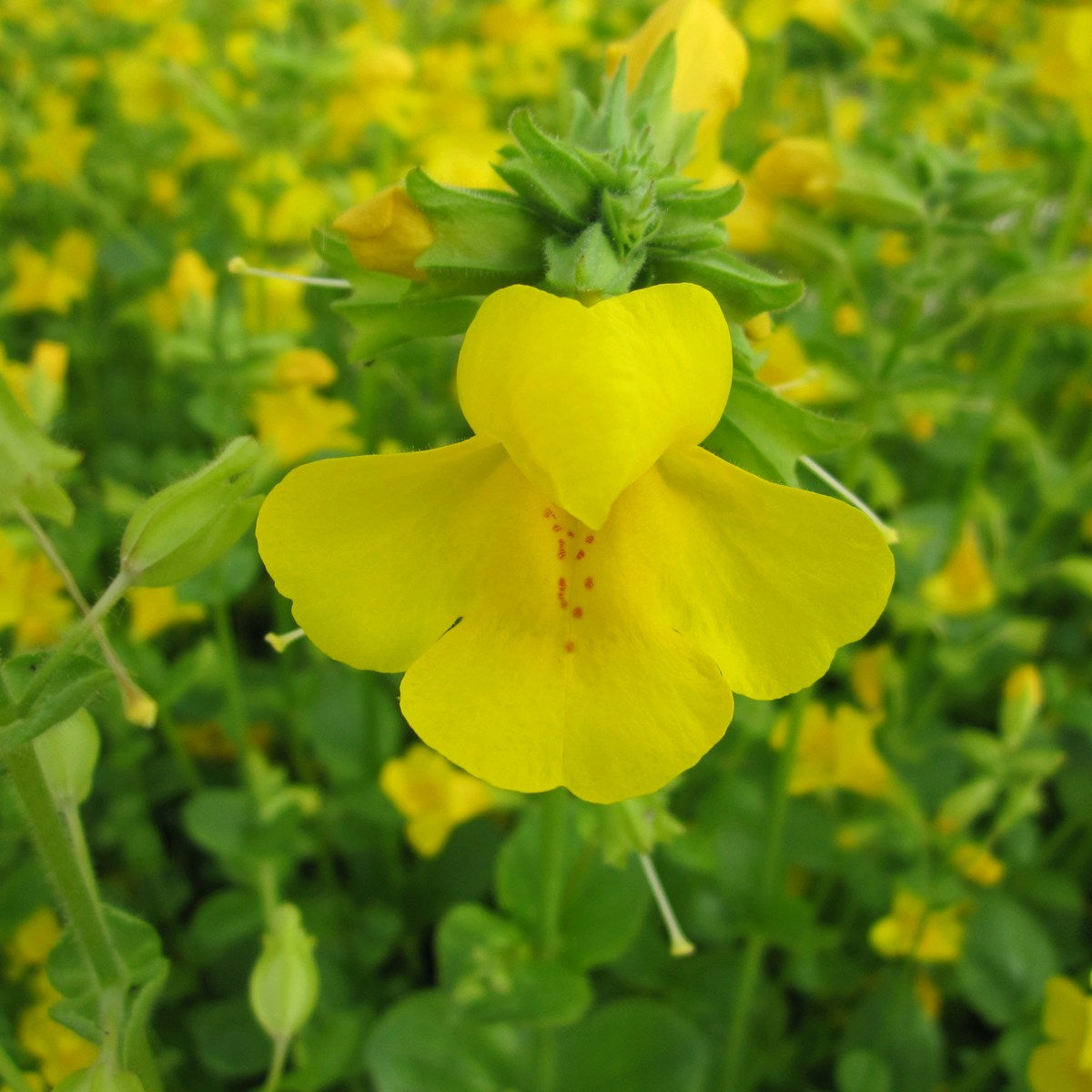 Common Monkey Flower (Mimulus guttatus) | Garden Wildlife