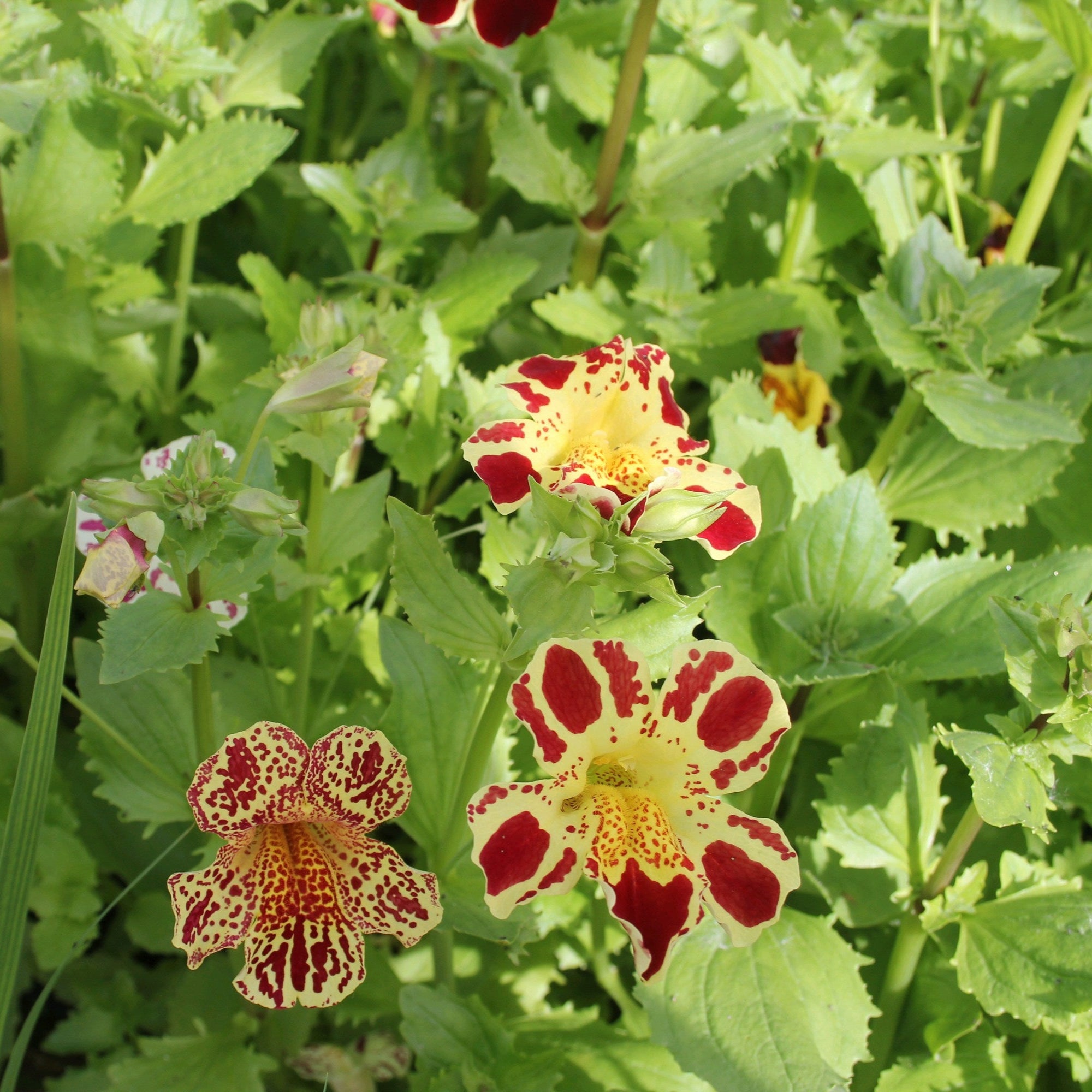 Mimulus luteus 'Queen's Prize' | Garden Wildlife