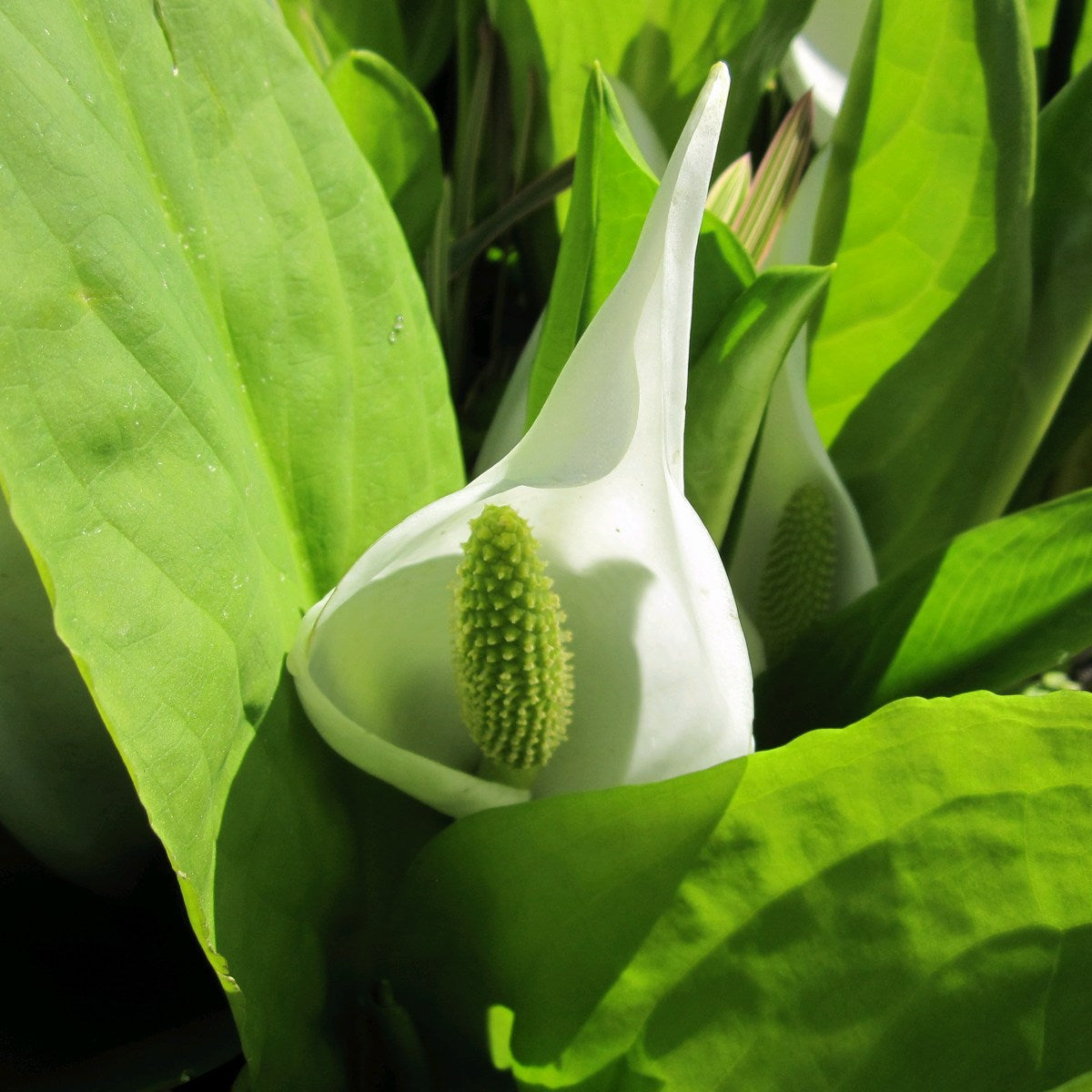 White Skunk Cabbage (Lysichiton camtschatcensis) | Garden Wildlife