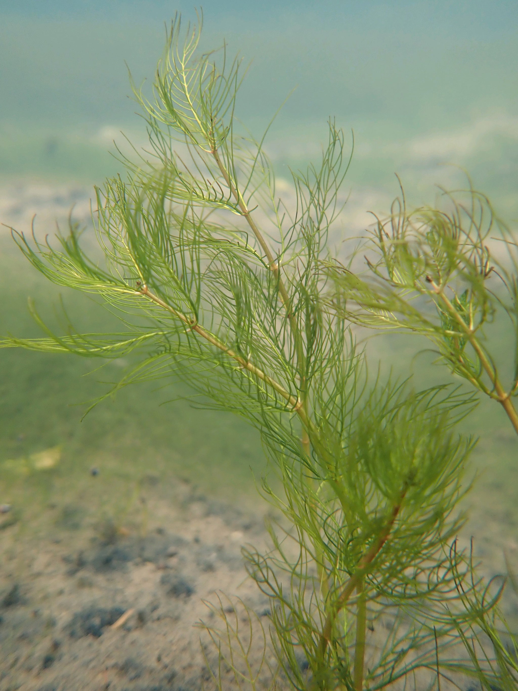 Whorled Water Milfoil (Myriophyllum verticillatum) | Garden Wildlife