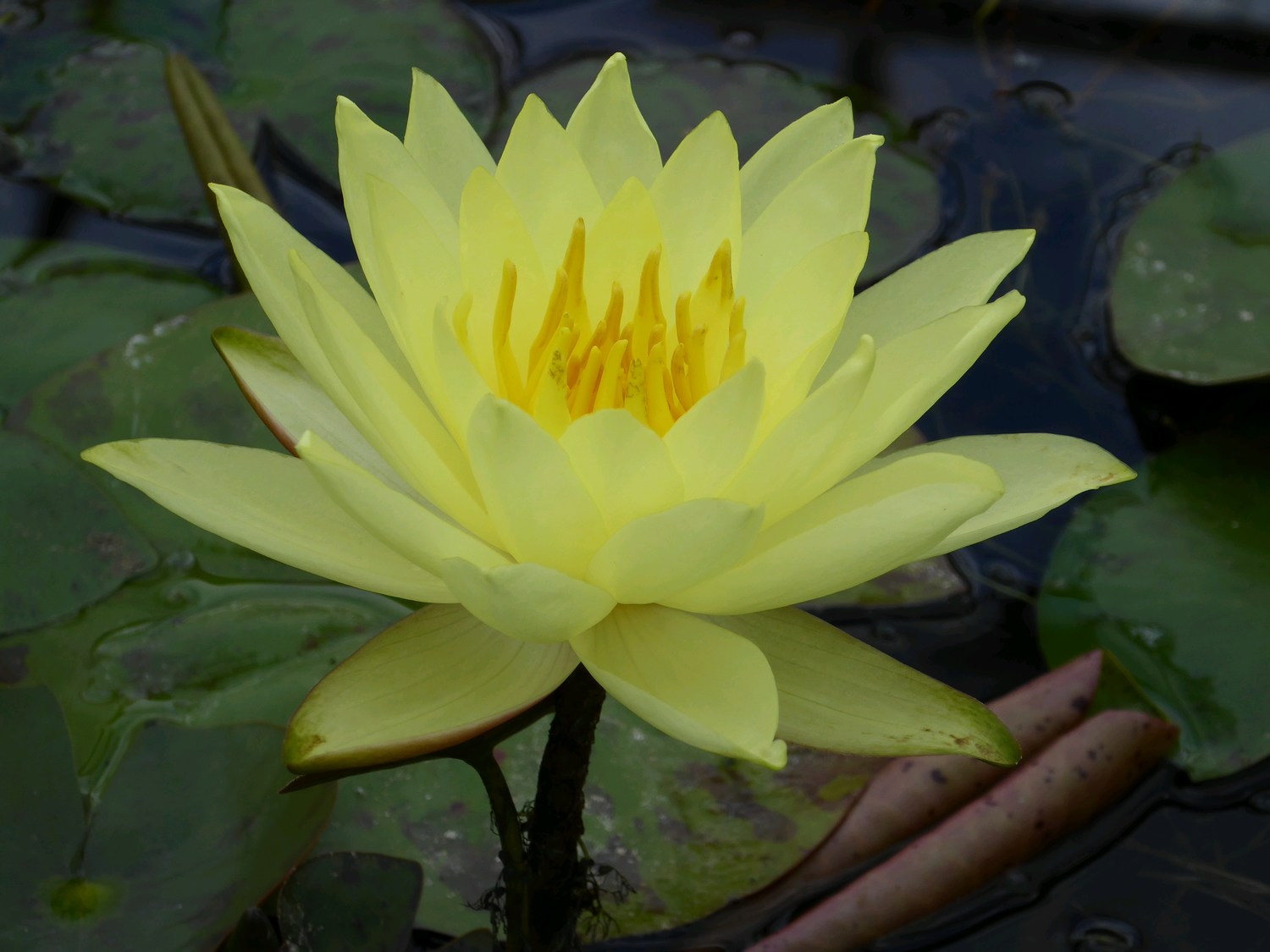 Nymphaea 'Lemon Mist' Water Lily | Garden Wildlife
