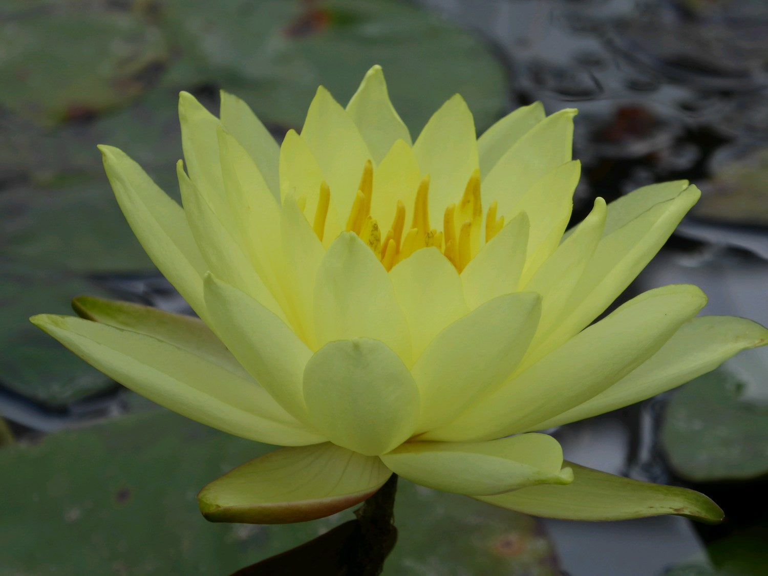 Nymphaea 'Lemon Mist' Water Lily | Garden Wildlife