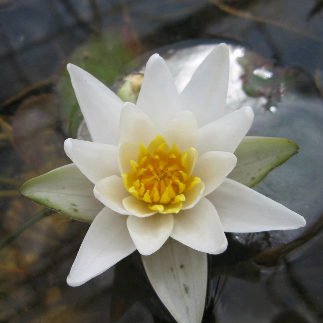 Nymphaea 'Pygmaea Alba' Water Lily | Garden Wildlife