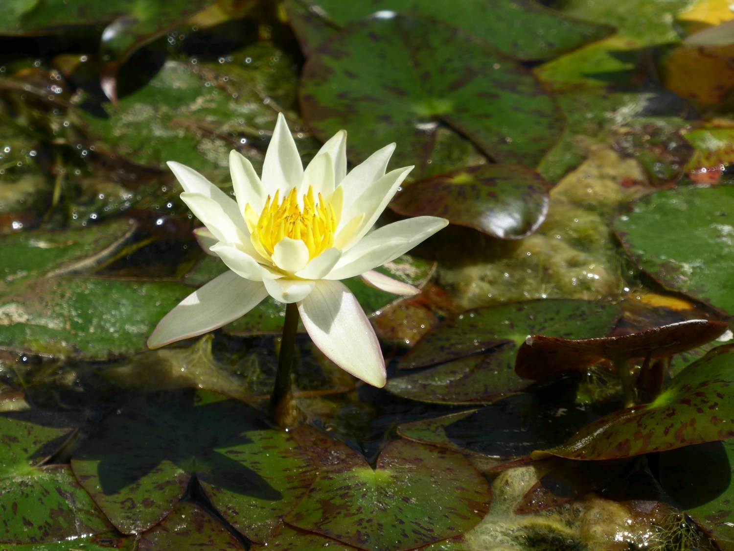 Nymphaea 'Pygmaea Helvola' Water Lily | Garden Wildlife