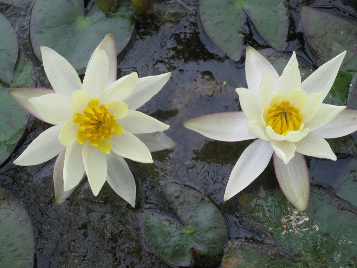 Nymphaea 'Pygmaea Helvola' Water Lily | Garden Wildlife