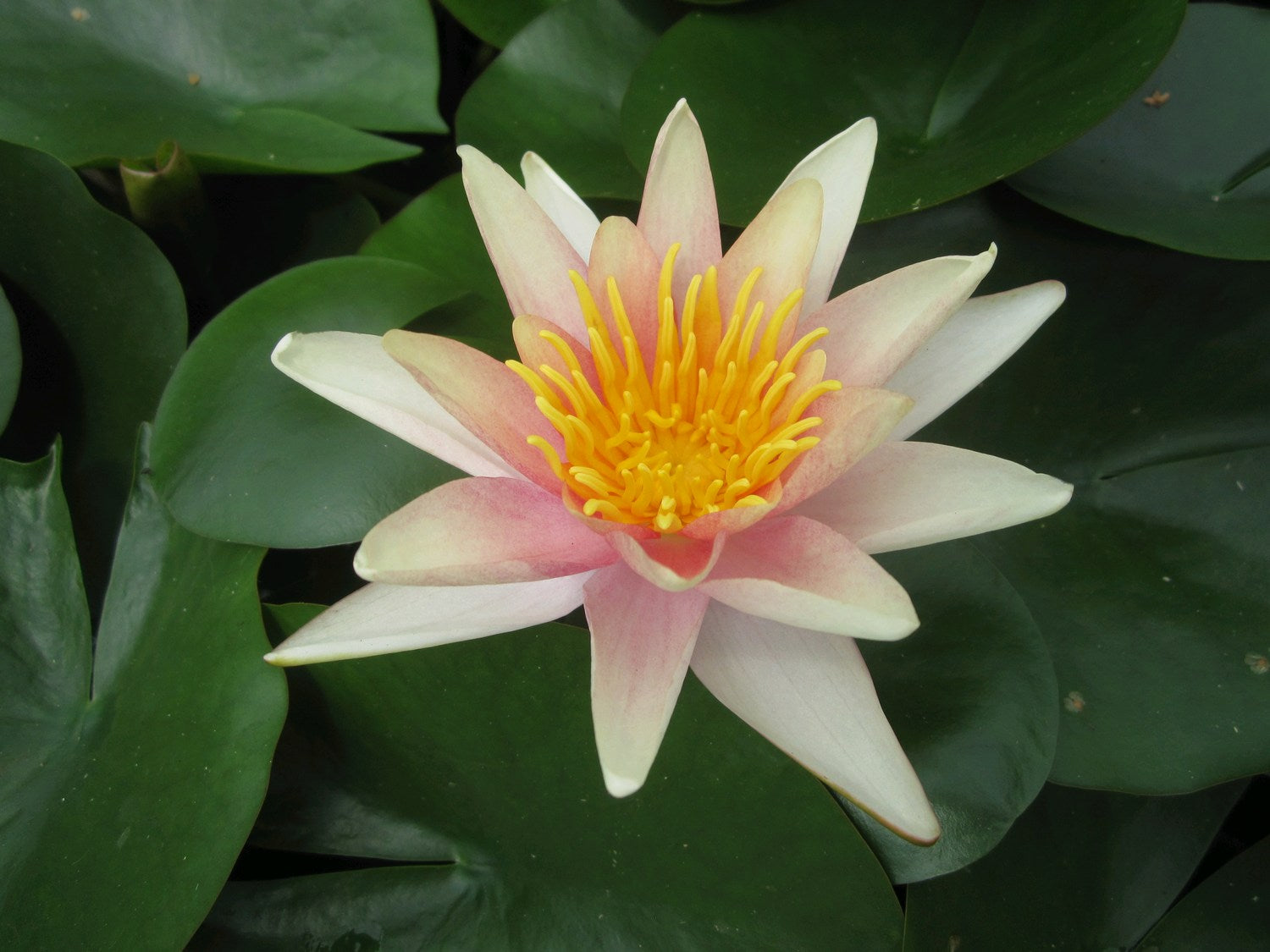 Nymphaea 'Sioux' Water Lily | Garden Wildlife