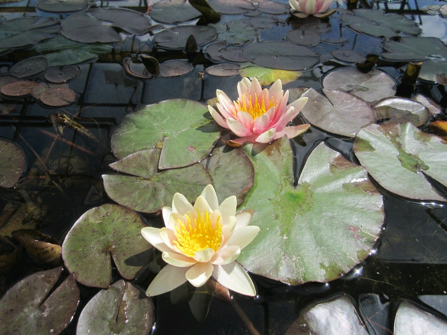 Nymphaea 'Sioux' Water Lily | Garden Wildlife