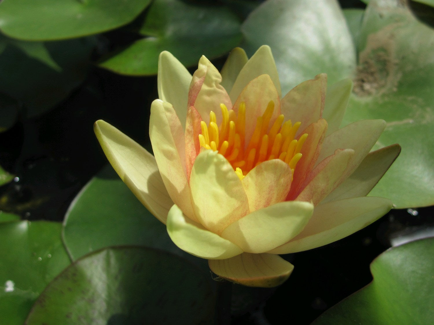 Nymphaea 'Sioux' Water Lily | Garden Wildlife