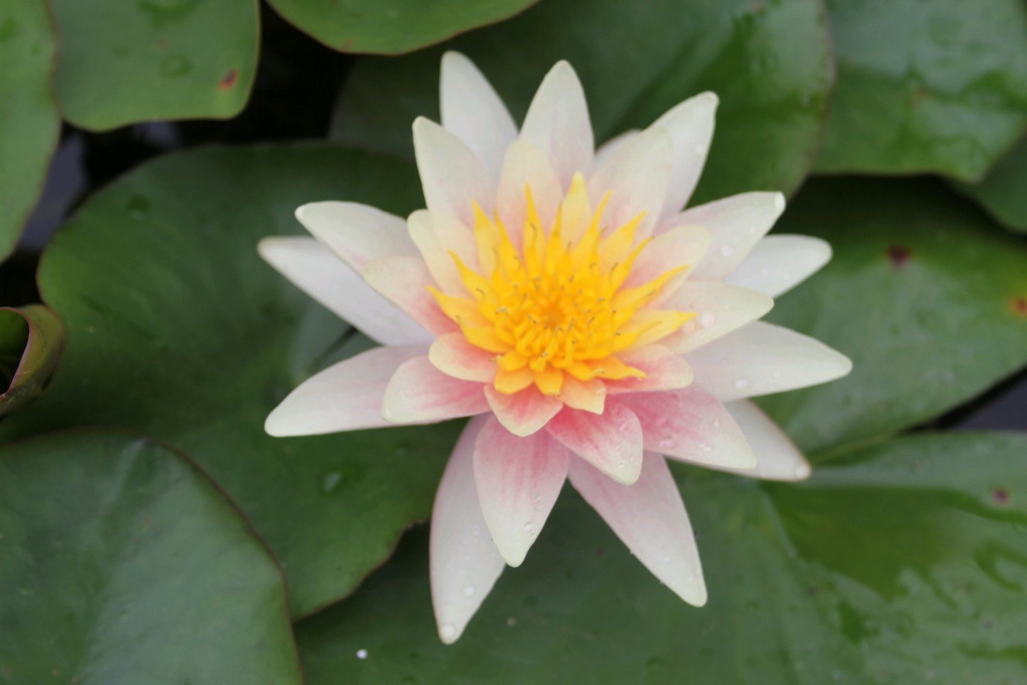 Nymphaea 'Sioux' Water Lily | Garden Wildlife
