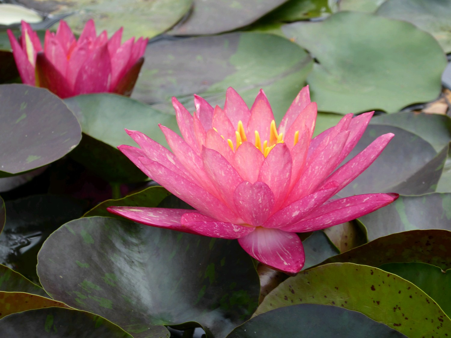 Nymphaea 'Wanvisa' Water Lily | Garden Wildlife