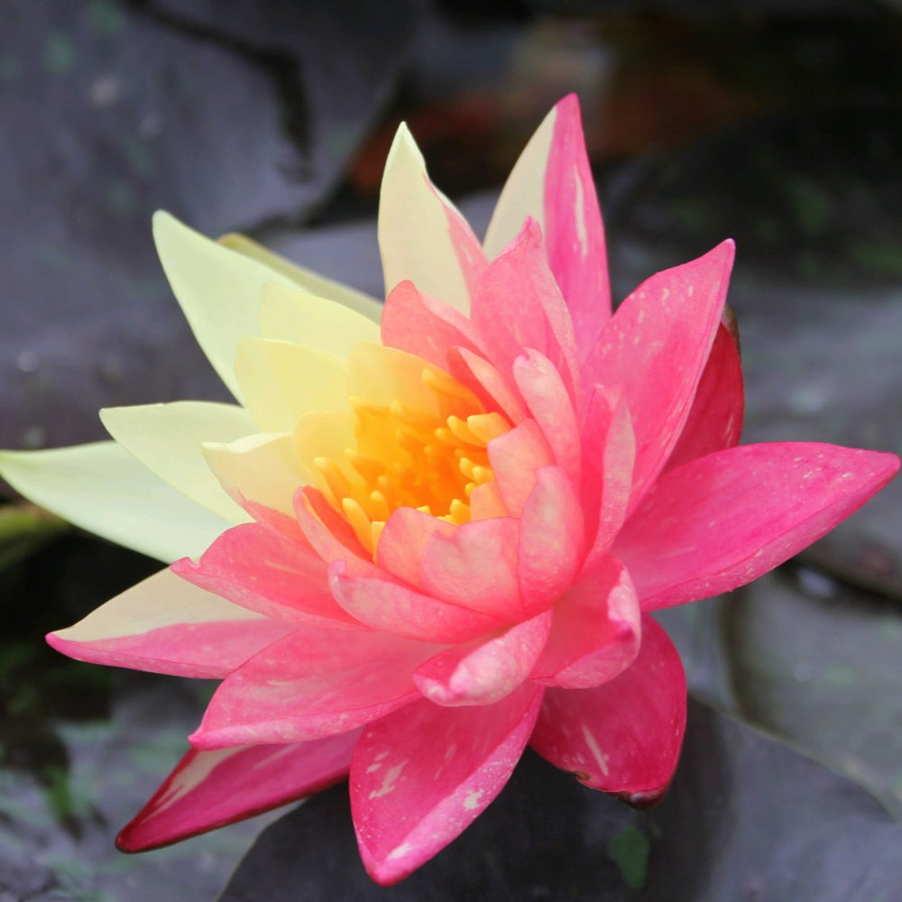 Nymphaea 'Wanvisa' Water Lily | Garden Wildlife
